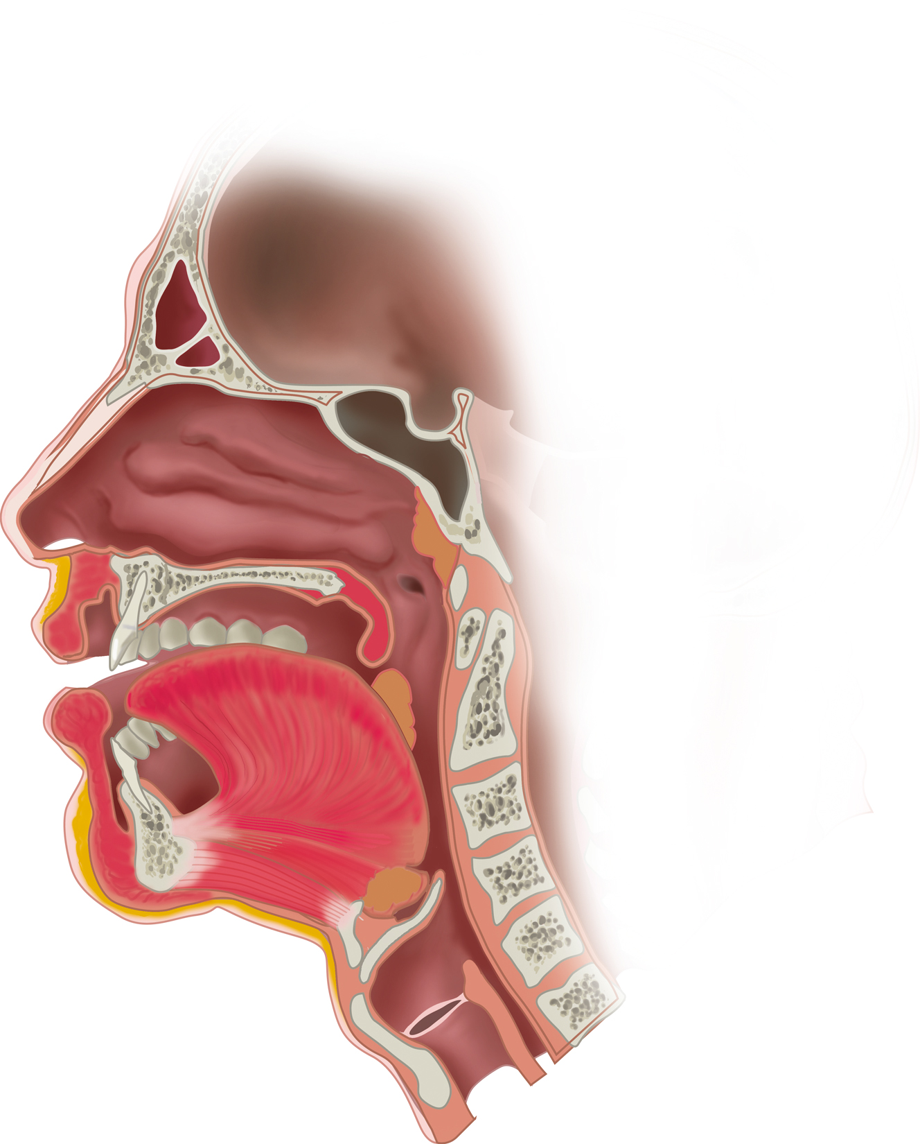 Slagter - Drawing Head and neck: sagittal section - no labels | AnatomyTOOL Slagter - Drawing Head and neck: sagittal section - no labels | AnatomyTOOL